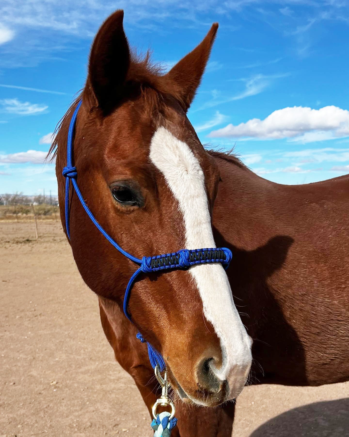 Counter Canter Designs - Clinician Quality Yacht Rope Tack