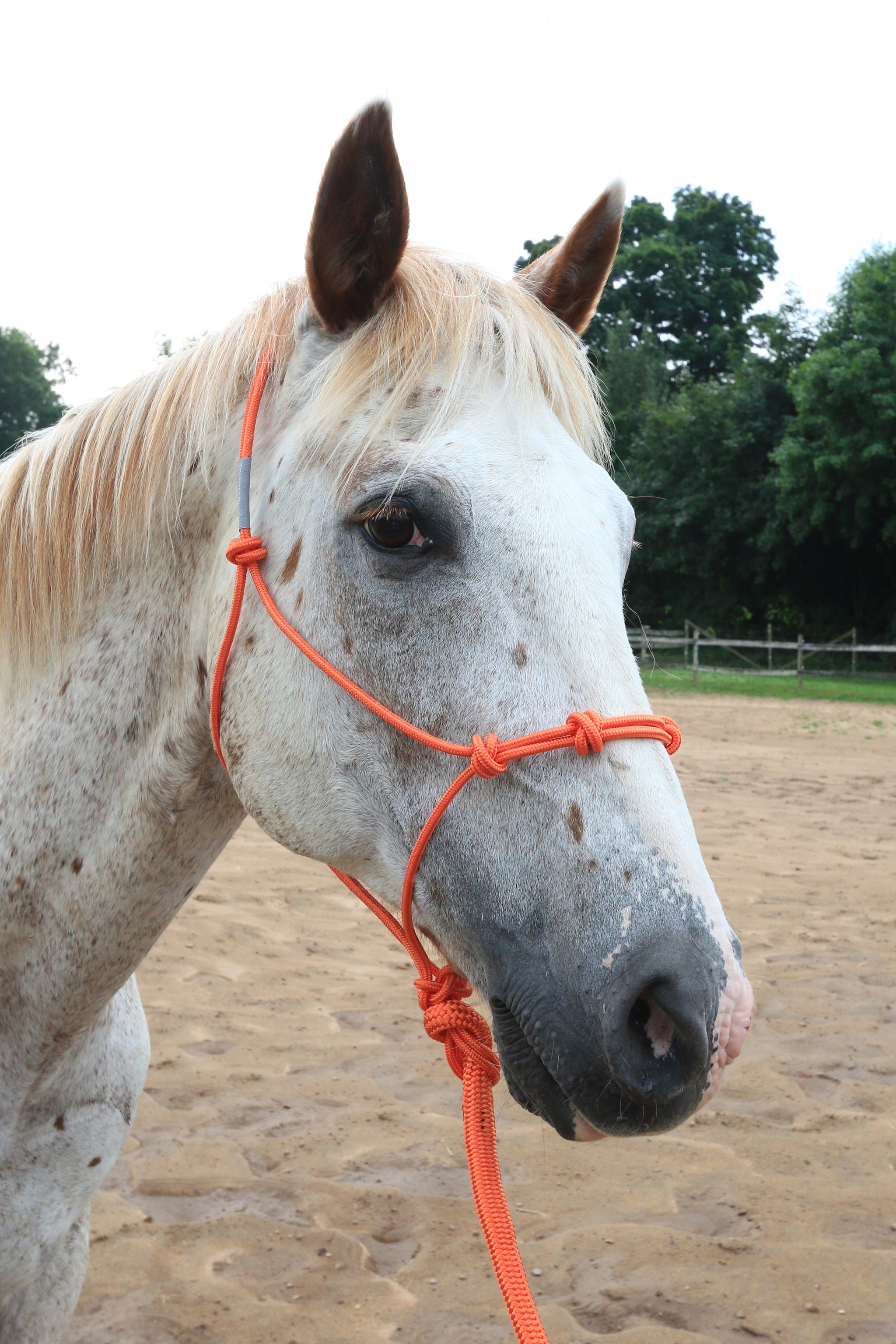 Counter Canter Designs - Clinician Quality Yacht Rope Tack