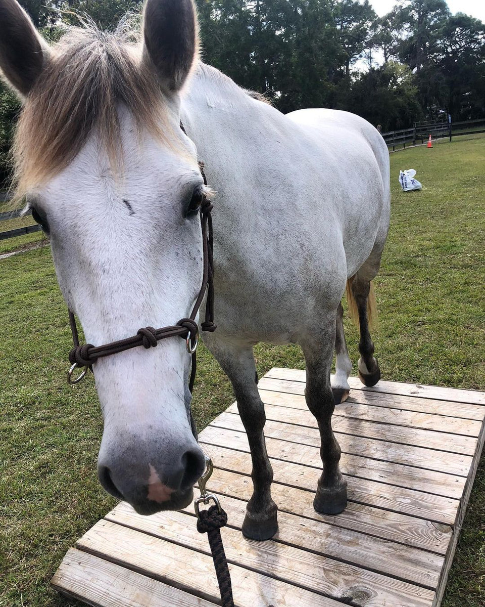 Sidepull Rope Halter – Counter Canter Designs