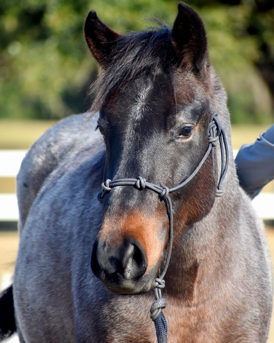 4 Knot Rope Halter – Counter Canter Designs
